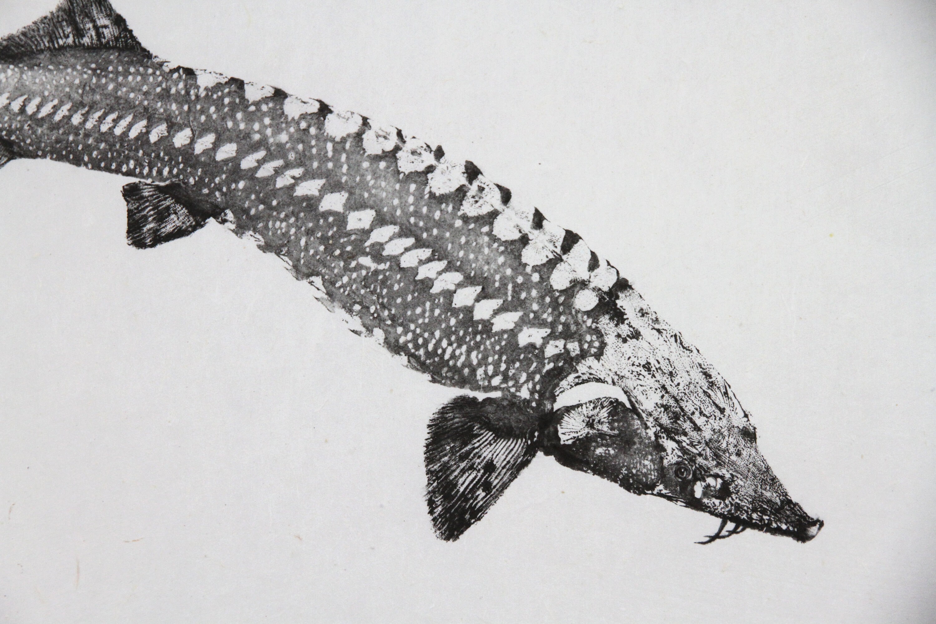 Japanese STURGEON - Reproduction on Handmade Washi - GYOTAKU Print ...