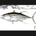 Yellowfin Ahi Tuna Gyotaku Color Reproduction Print - Traditional ...