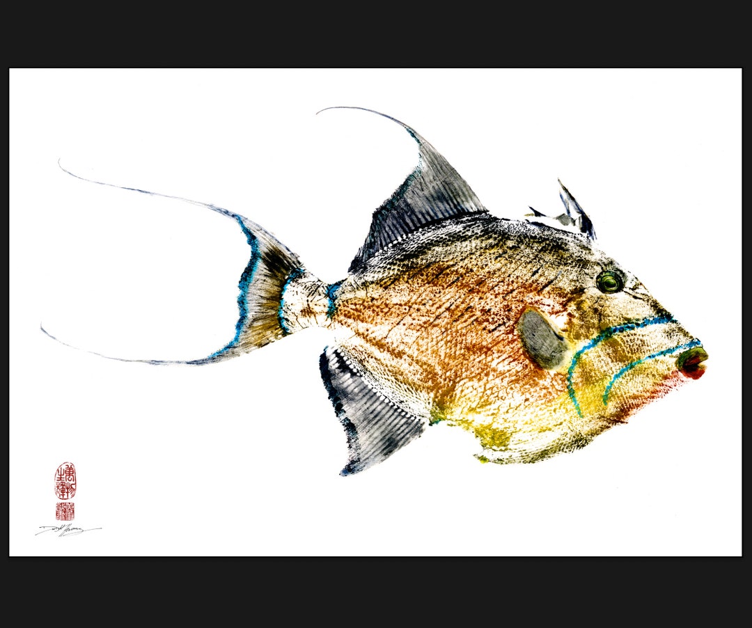 QUEEN TRIGGERFISH Gyotaku Reproduction Print - Traditional Japanese ...