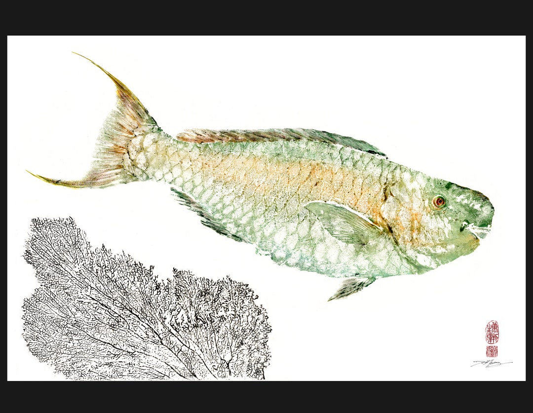 Hawaiian Uhu Parrotfish Color - Gyotaku Reproduction Print ...