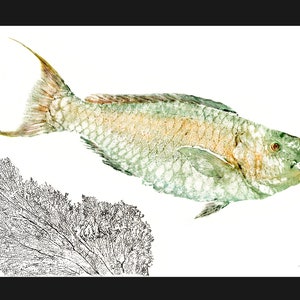 Hawaiian Uhu Parrotfish Color - Gyotaku Reproduction Print ...