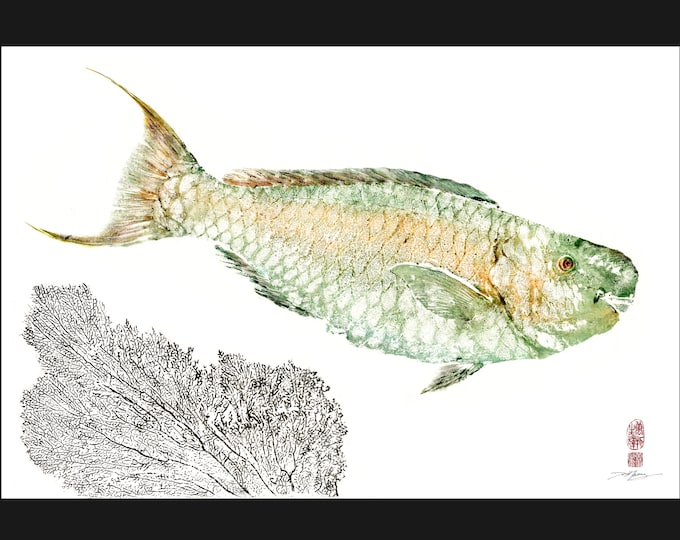 Hawaiian Uhu Parrotfish Color - Gyotaku Reproduction Print ...