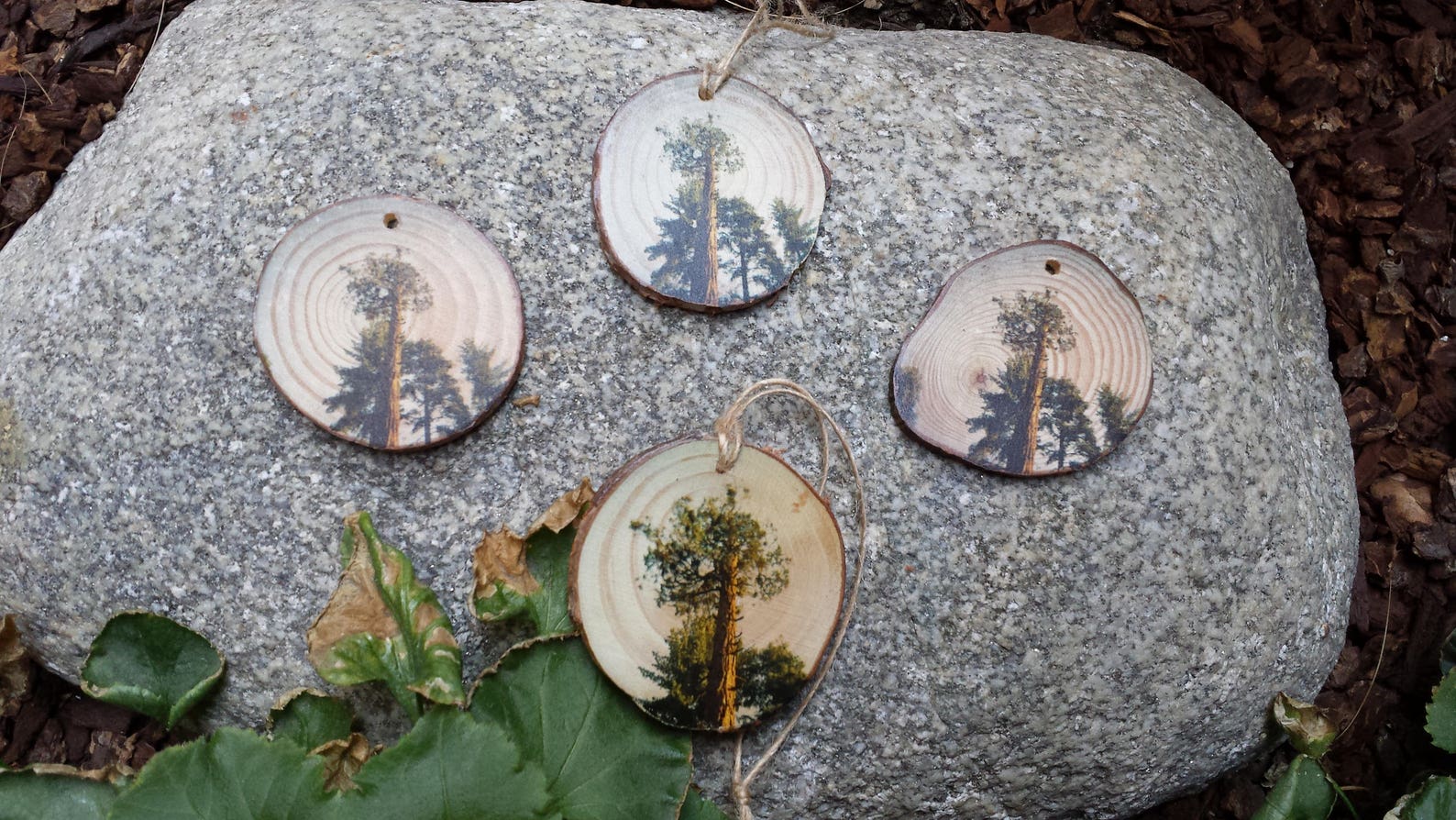 Sequoia Tree Wood Slice Ornament - Rustic Decor - Home Decor ...