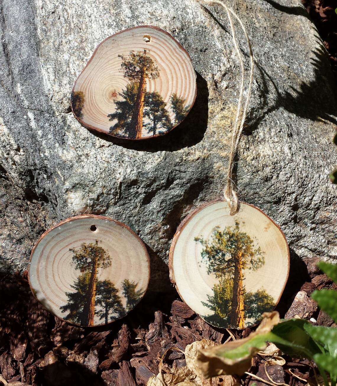 Sequoia Tree Wood Slice Ornament - Rustic Decor - Home Decor ...