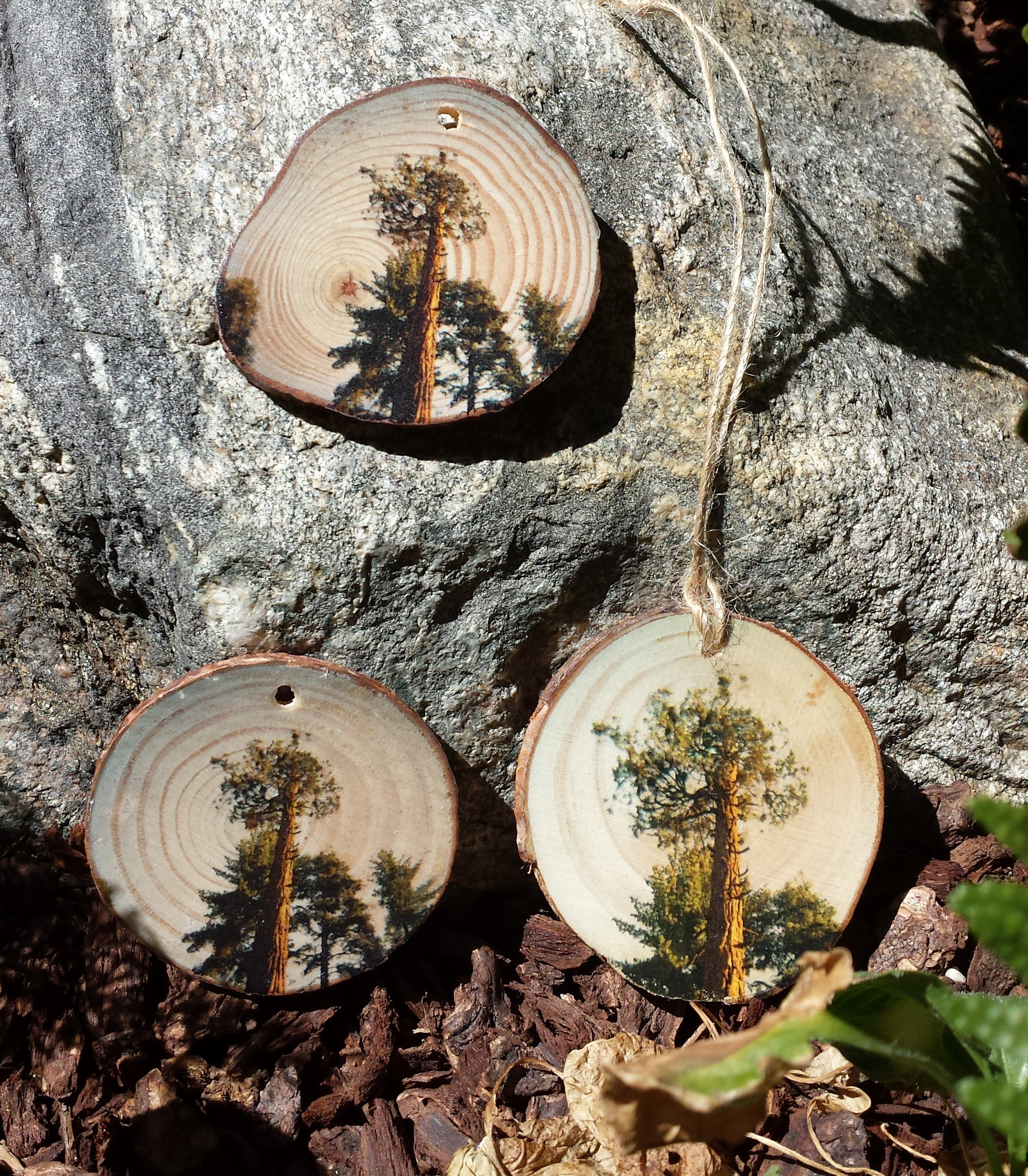 Sequoia Tree Wood Slice Ornament - Rustic Decor - Home Decor ...