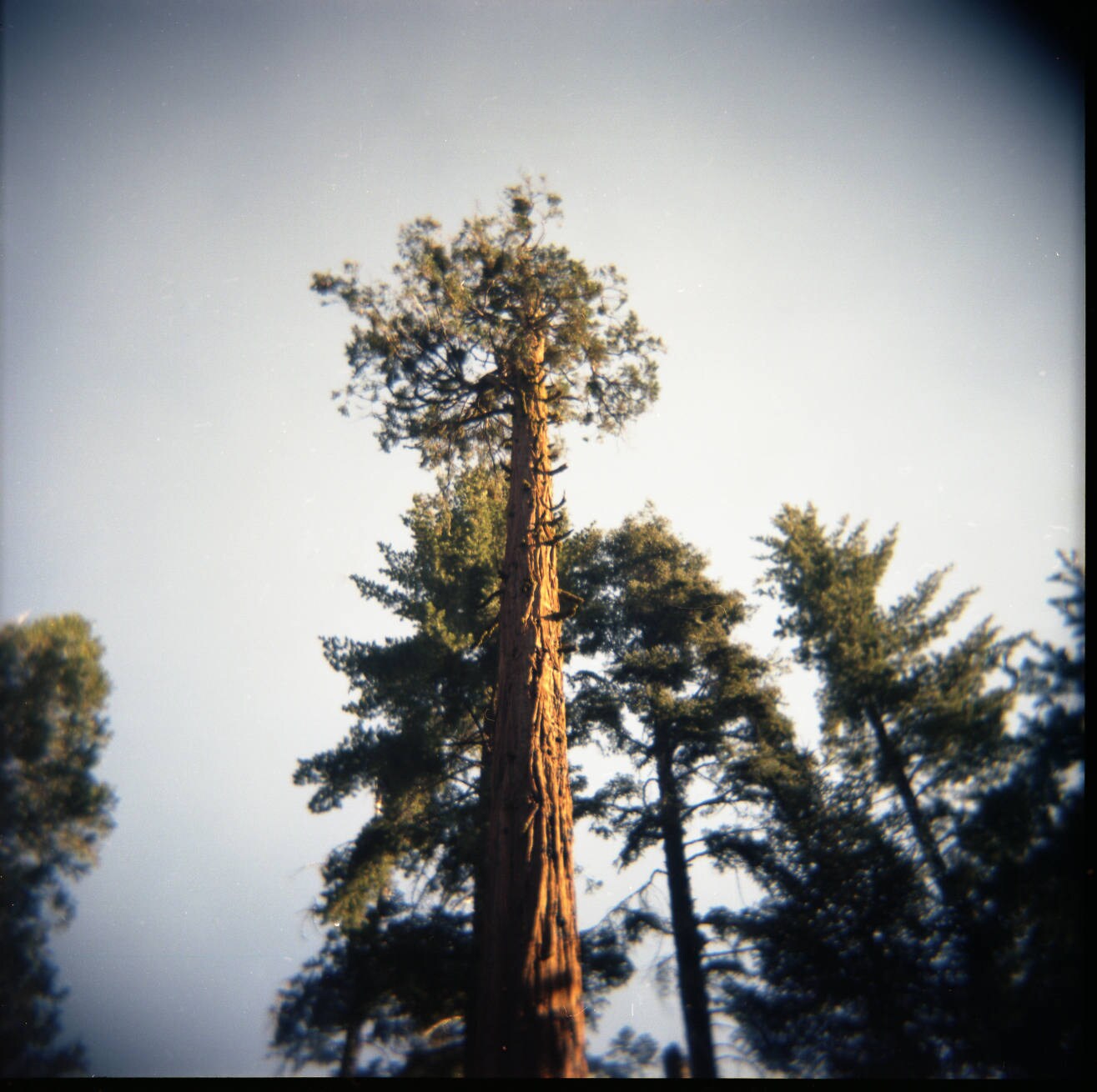 Sequoia Tree Wood Slice Ornament - Rustic Decor - Home Decor ...