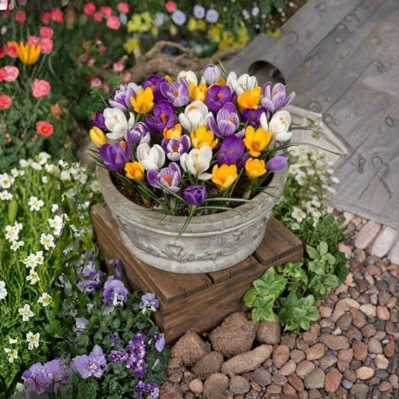 20 Mixed Crocus Bulbs for Planting - Etsy