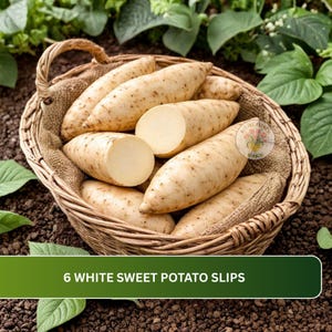 6 White Sweet Potato Slips - Etsy