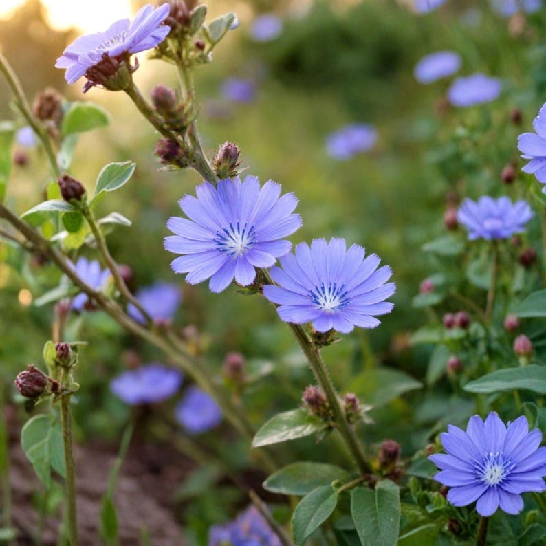 5000 Chicory Wildflower Seeds - Etsy