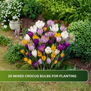 20 Mixed Crocus Bulbs for Planting - Etsy