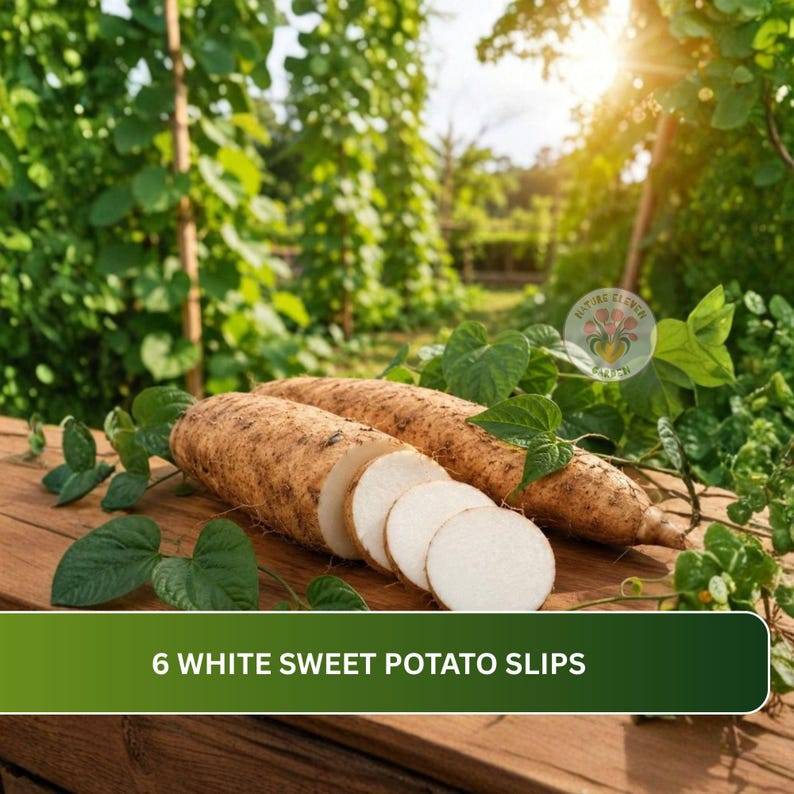 6 White Sweet Potato Slips - Etsy
