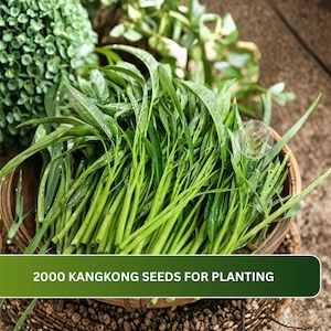 2000 Kangkong Seeds for Planting - Etsy