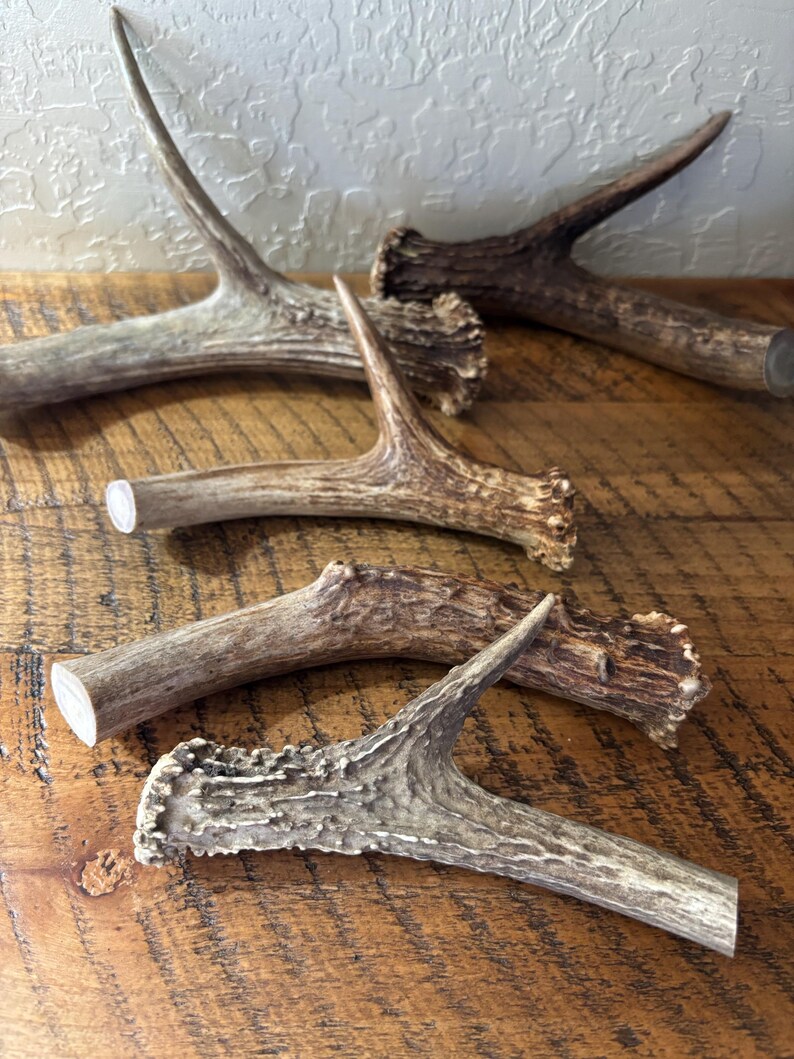 Whitetail Deer Antler Bases, Knife Handle Material, Carving Supplies - Etsy