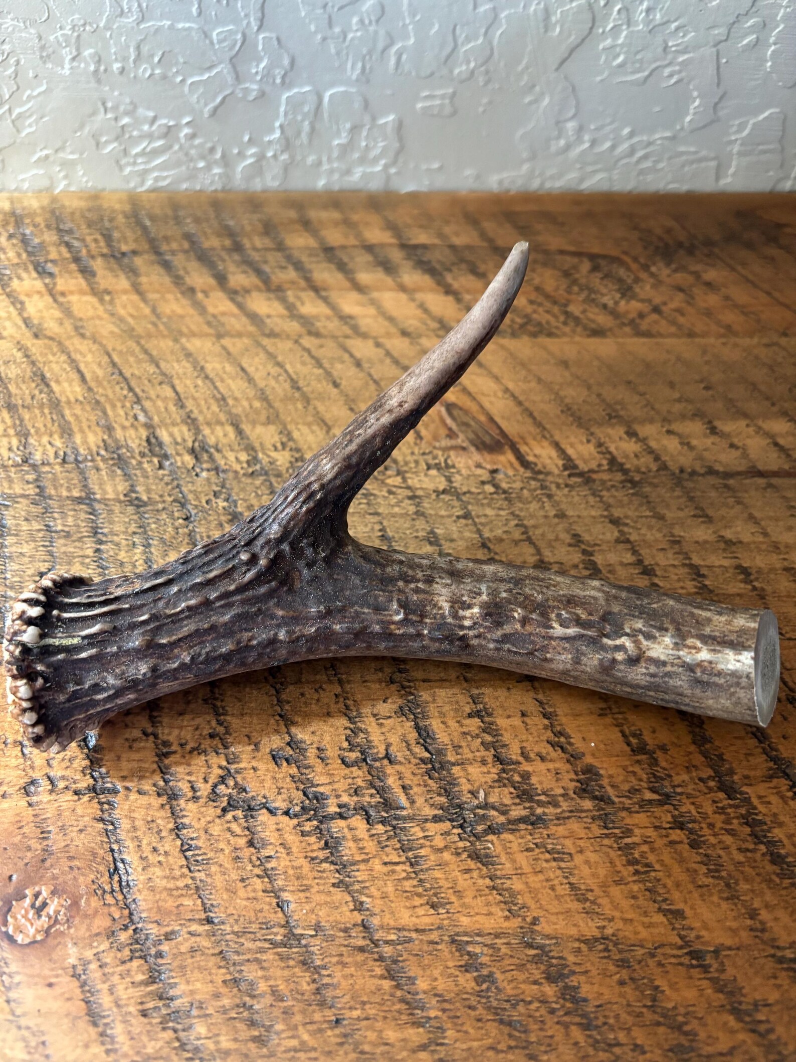 Whitetail Deer Antler Bases, Knife Handle Material, Carving Supplies - Etsy