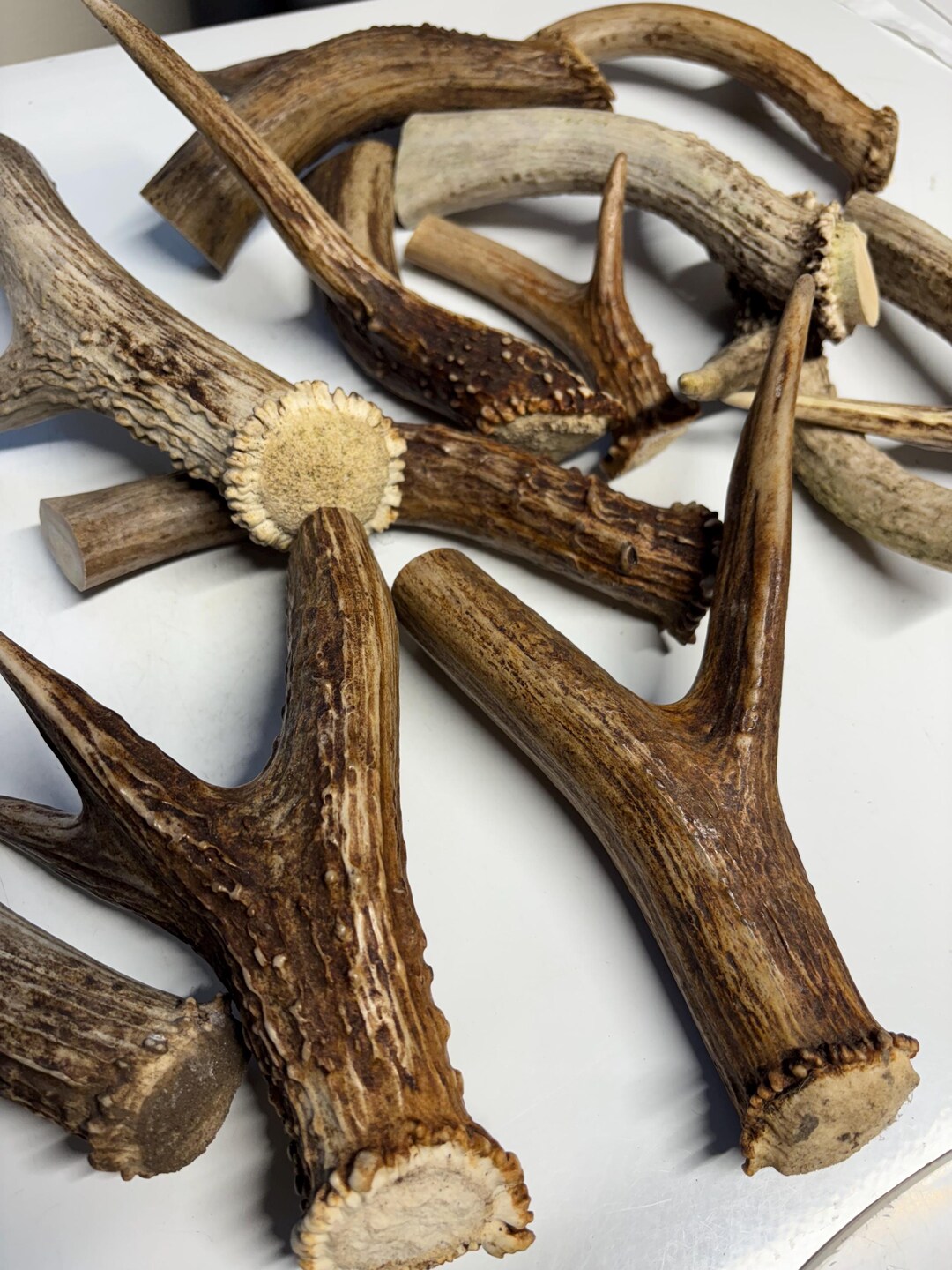 Whitetail Deer Antler Bases, Knife Handle Material, Carving Supplies - Etsy