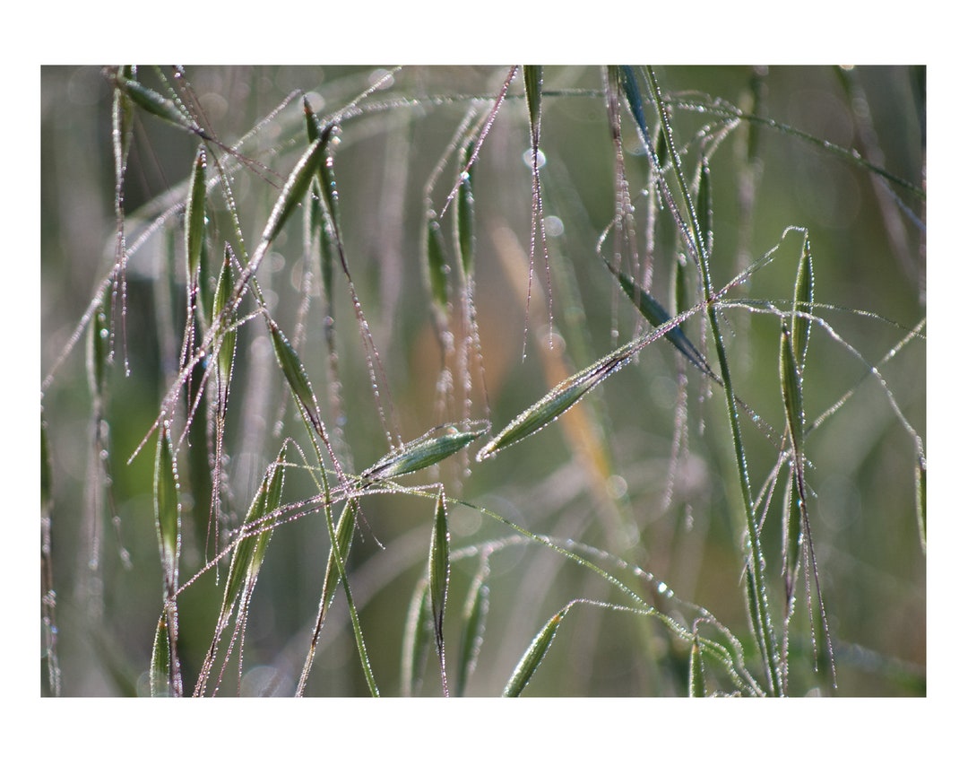 Morning Dewfall - Etsy