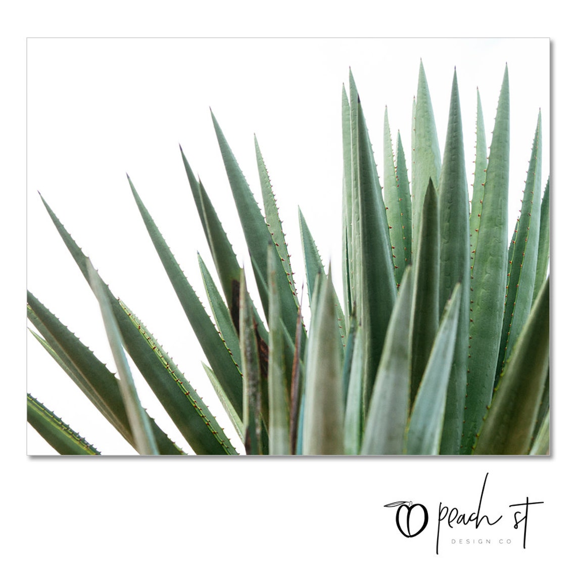 Mexico Agave, Photography Print, Green Wall Art, Succulent Photography ...