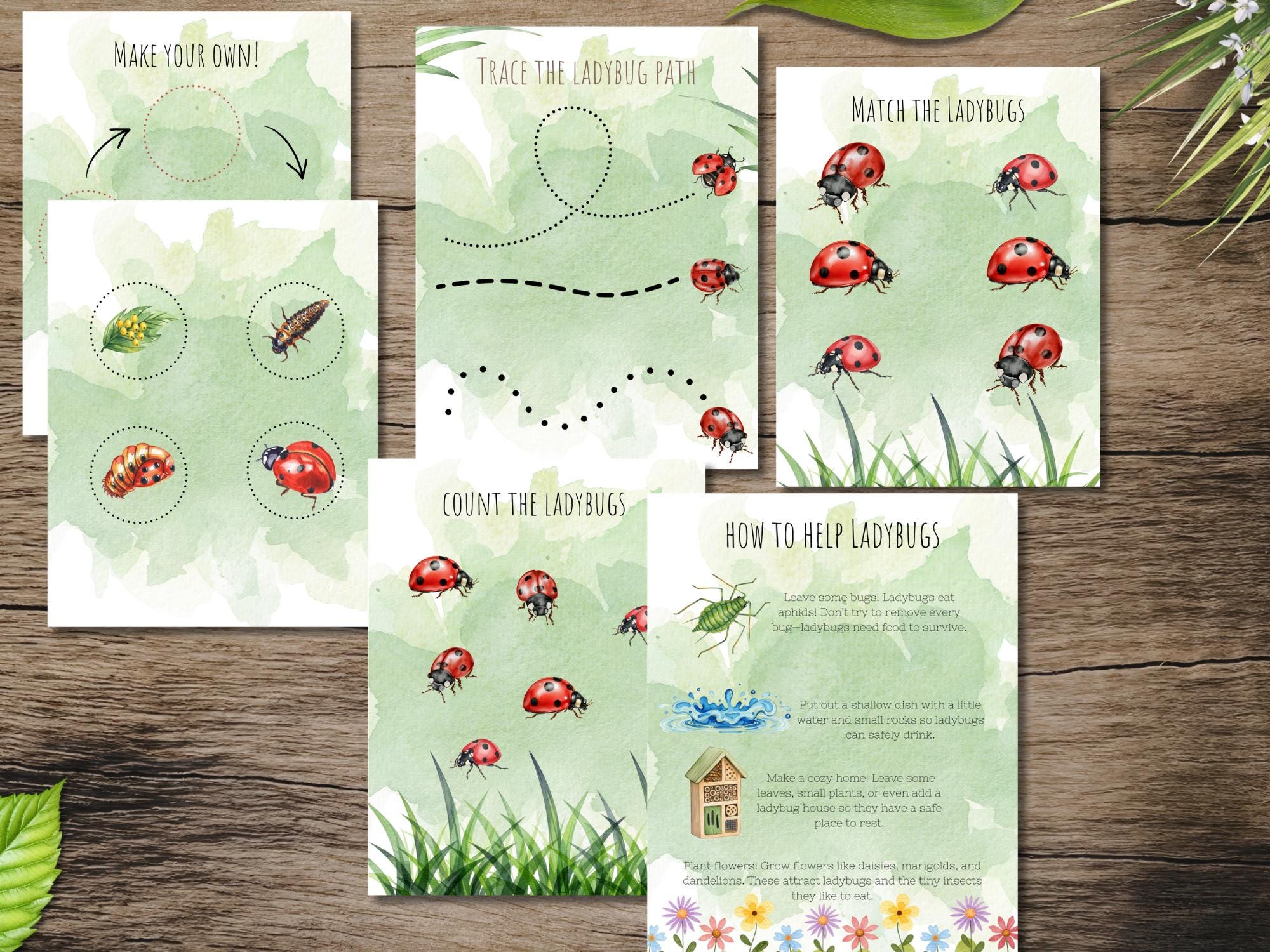 Ladybug Life Cycle Printable | Insect Unit Study | Preschool Science ...