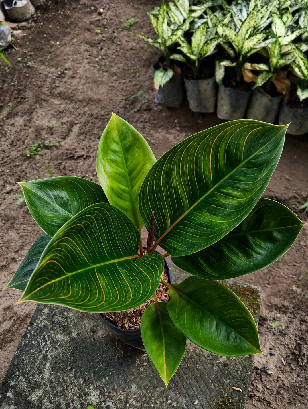 Aglaonema Black Krisnai Plant/house Plant Indoor Oudor Garden - Etsy