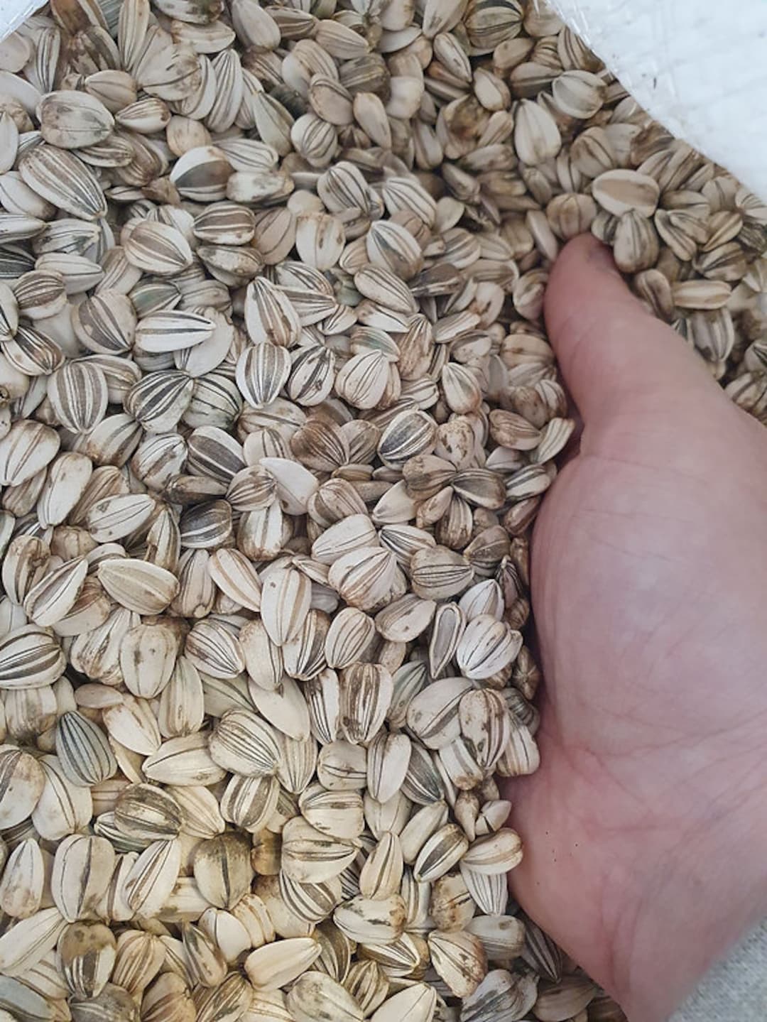 1 Oz | Mammoth Grey Stripe Sunflower Seeds - Etsy