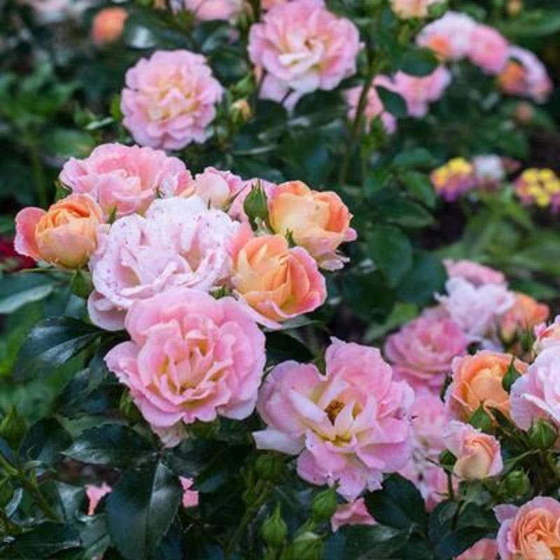 Drift Roses Bushes - Etsy