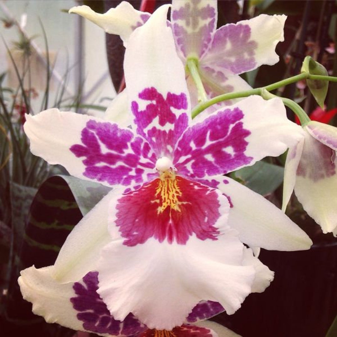 In Spike, on Sale Beallara Big Shot 'hilo Sparkle' Orchid, Shipping ...