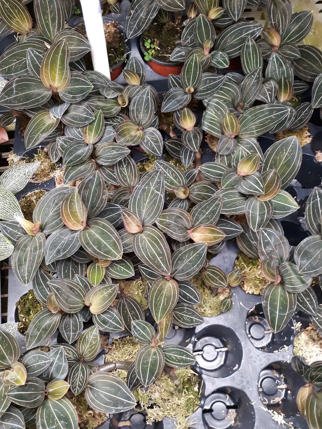 12 Pack, Ludisia Discolor Plugs. Wholesale Price - Etsy