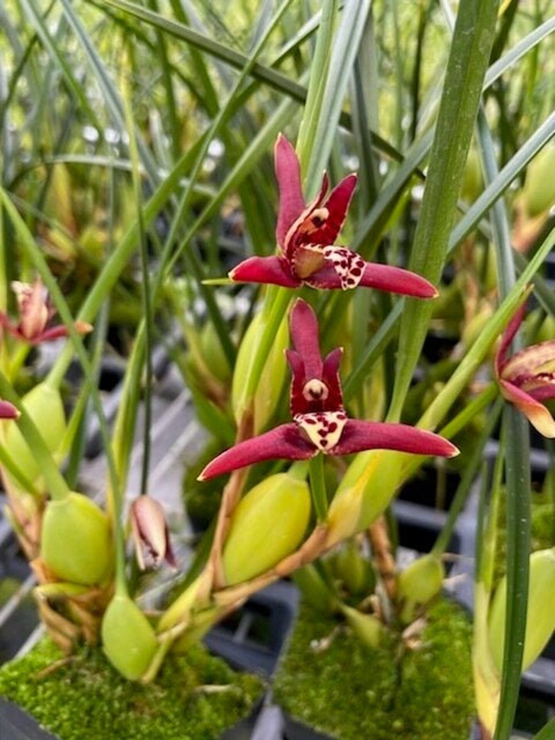 Blooming Size, Maxillaria Tenuifolia, the Coconut Orchid, Fragrant ...