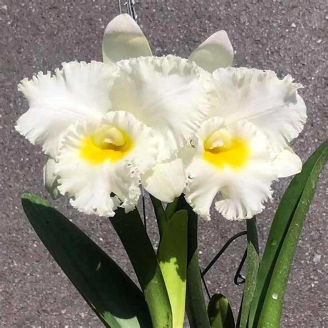 In Bud Now Rlc. cattleya Shinaphat Diamond Shipping - Etsy