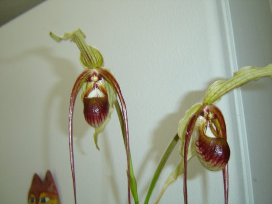 In Spike Now, Phrag. Leslie Garay, Shipping Included - Etsy