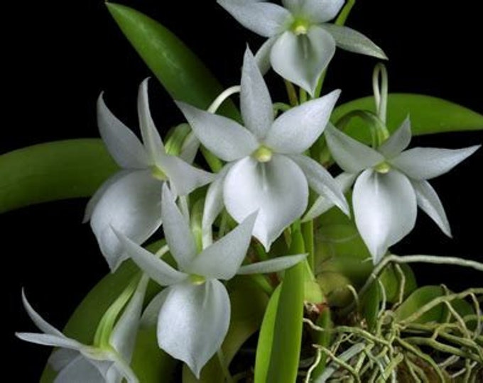 Neofinetia Falcata Kibana Furan yellow Wind Orchid 黄花風蘭 - Etsy