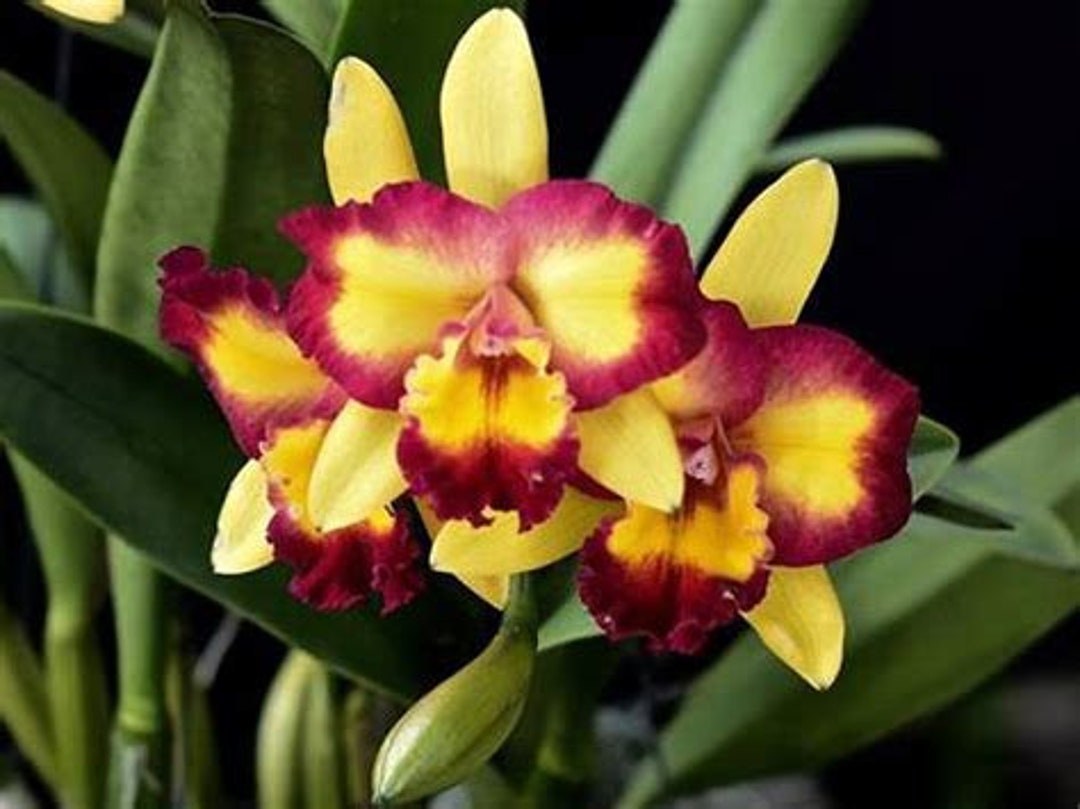 Flash and Splash in Bud Rlc. Shin Shaing Diamond - Etsy