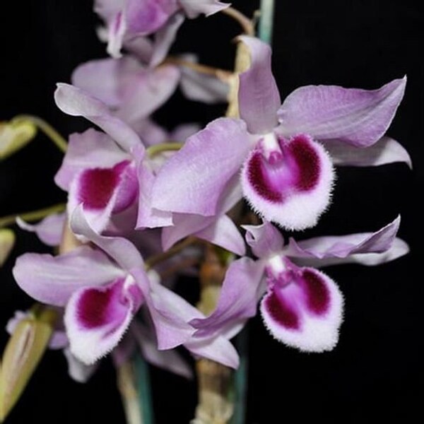 Dendrobium - Etsy