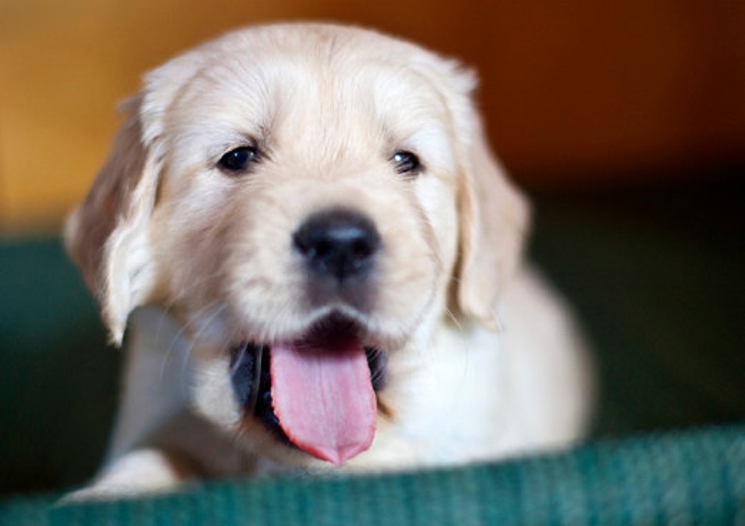 Laughing Puppy
