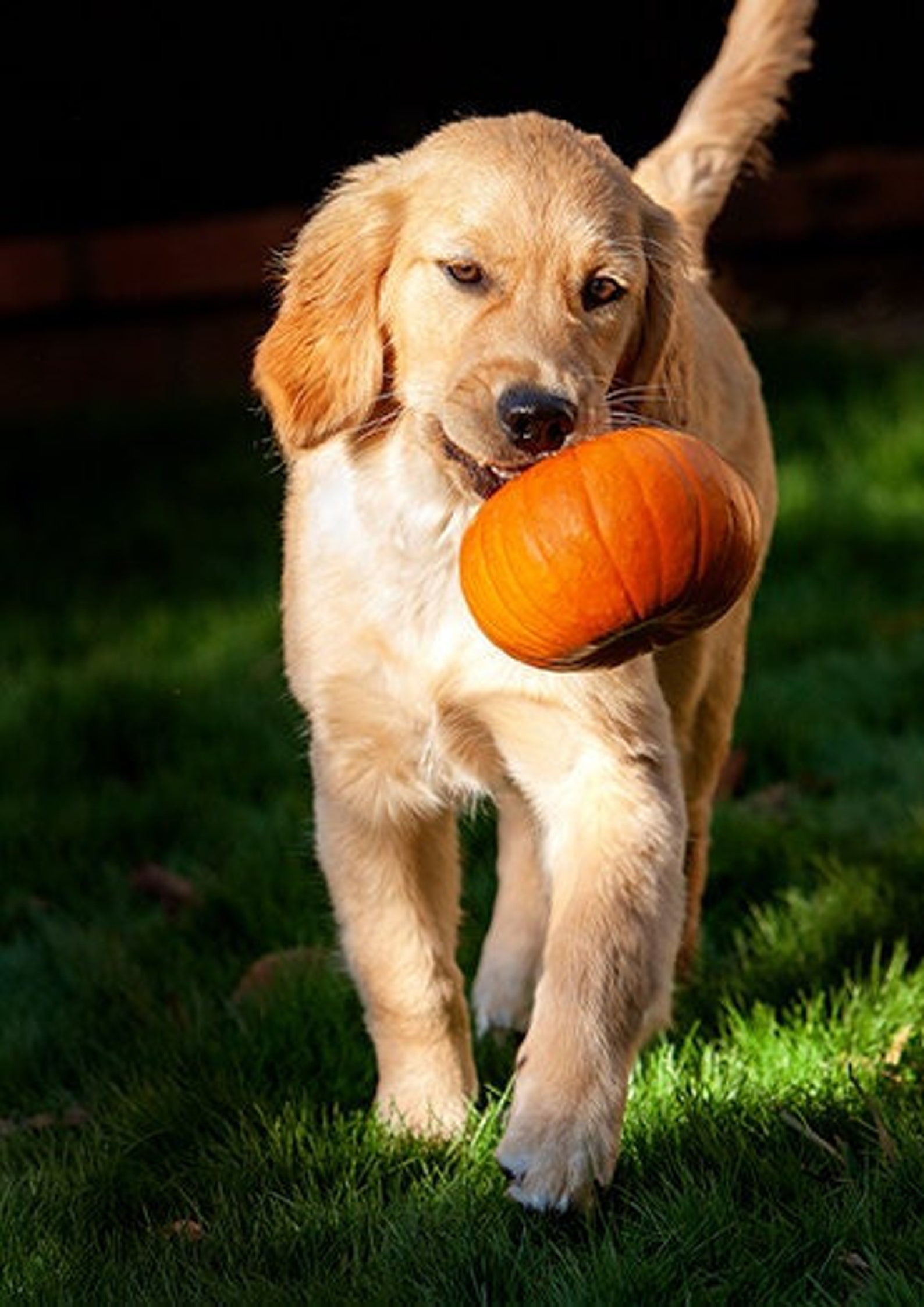 Golden Retriever Puppy With Pumpkin Photo Blank Card, Fall, Autumn ...