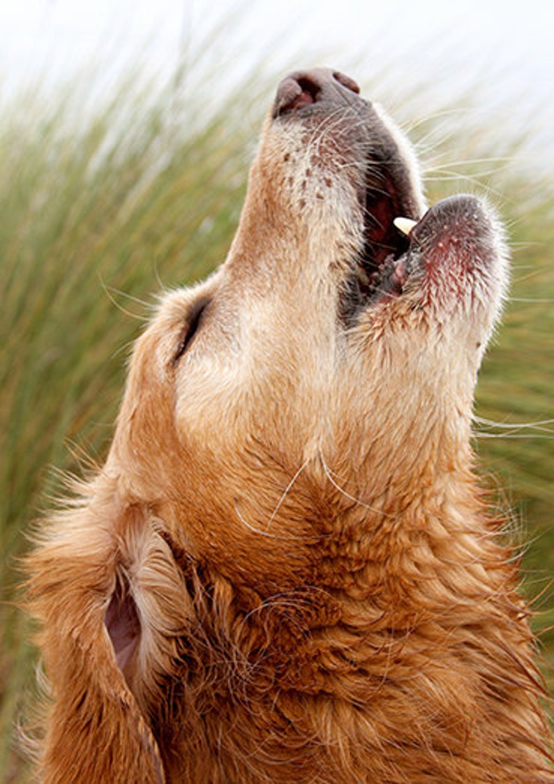 Golden Retriever, Dog Photography, Howling Dog Blank Card - 25% off on ...