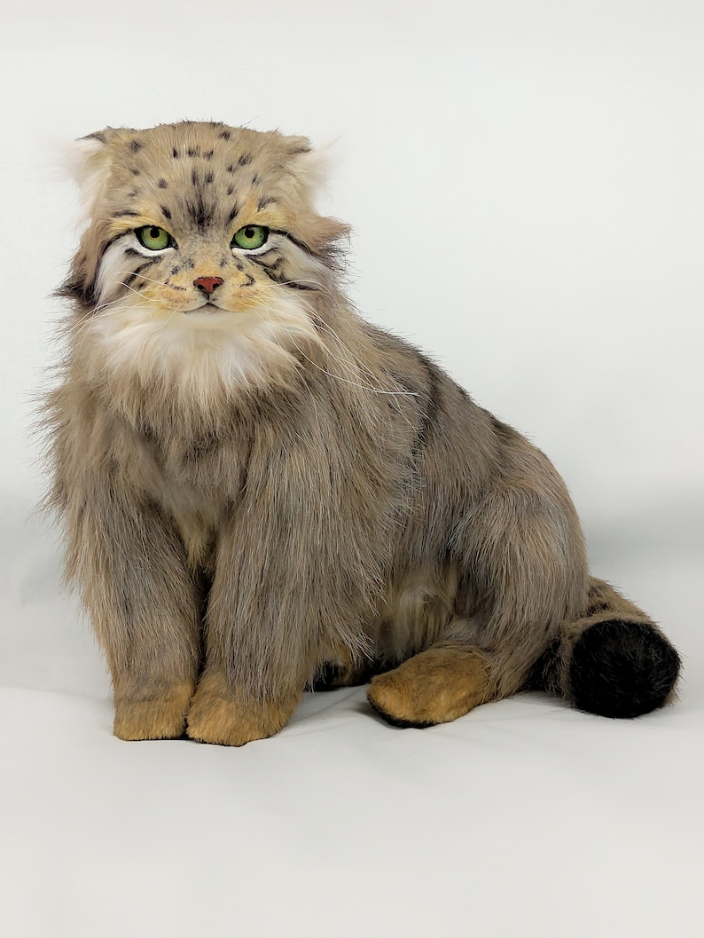 Custom Realistic Pallas' Cat Plush | Lifesize Poseable Stuffed Animal ...