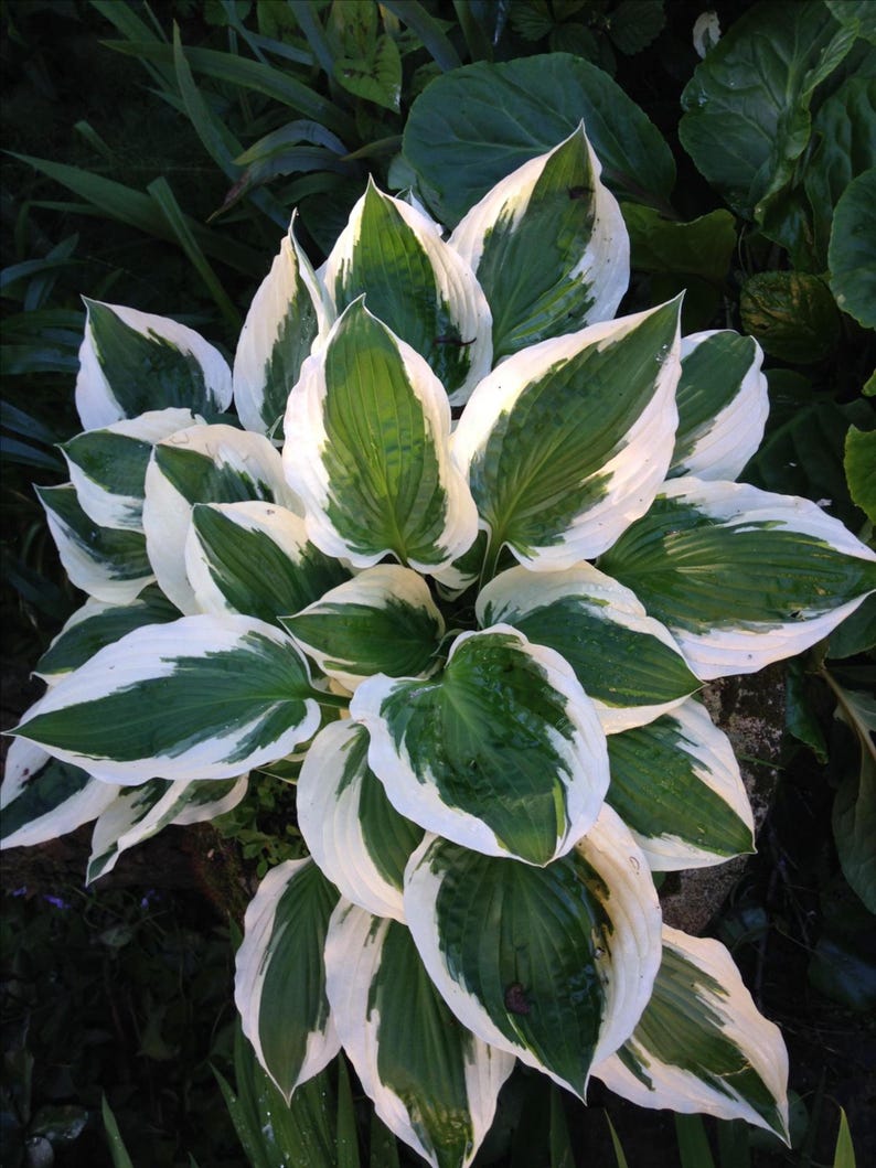 Pandora's Box Mini Hosta Root - Etsy UK