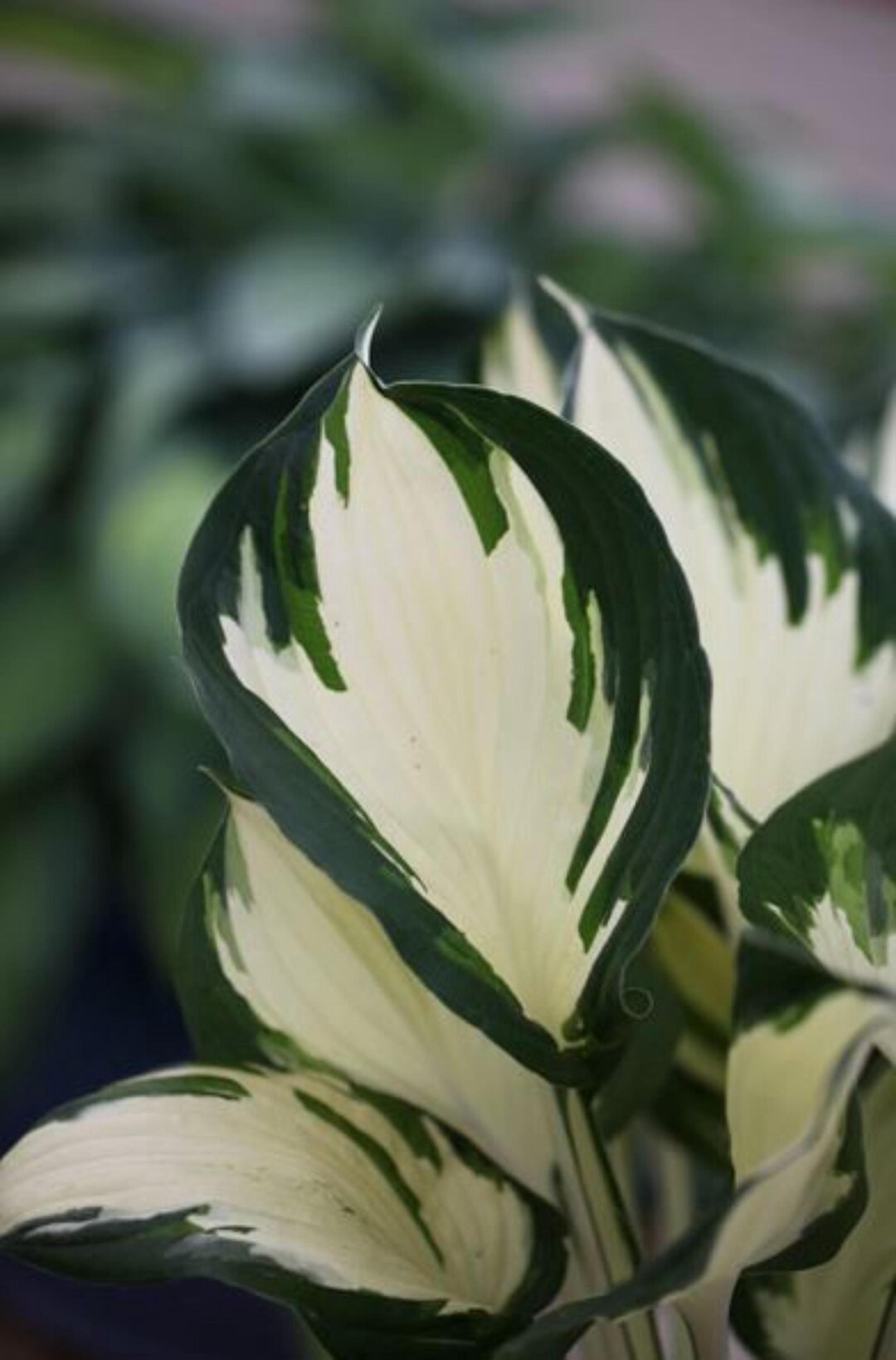 Pandora's Box Mini Hosta Root - Etsy UK