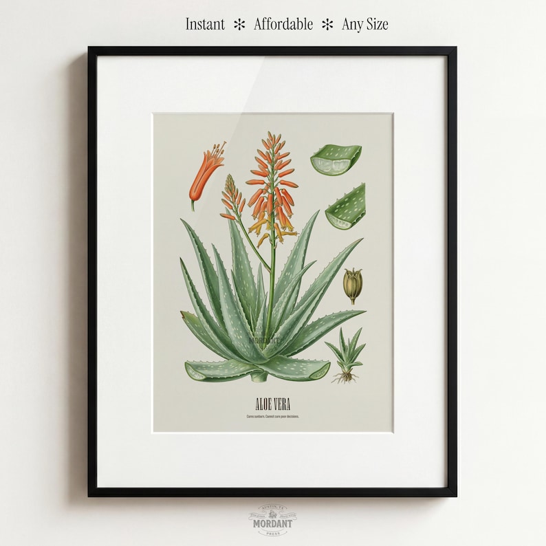Aloe Vera Print, Printable Nature Art, Funny Vintage Plant Poster ...