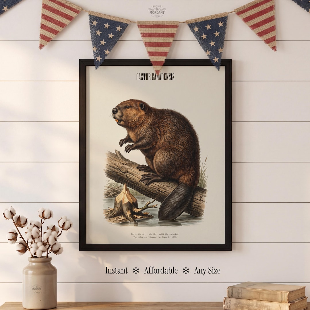 Beaver Print, American Vintage Wildlife Wall Art, Sarcastic Colonial ...