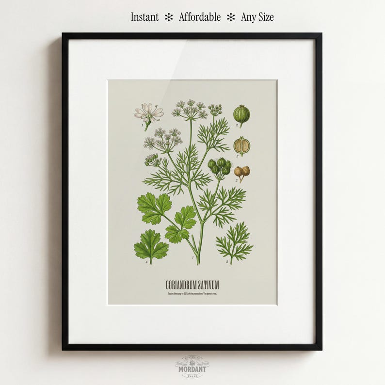 Herb Garden Art Set, Herb Garden Set of 6 Prints, Rosemary Sage Thyme ...