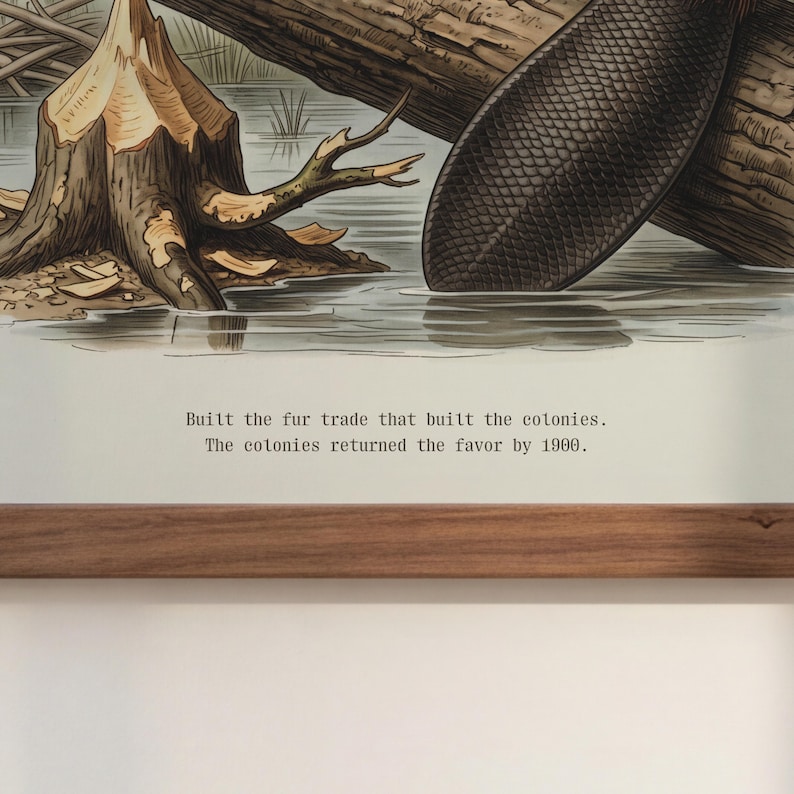 Beaver Print, American Vintage Wildlife Wall Art, Sarcastic Colonial ...