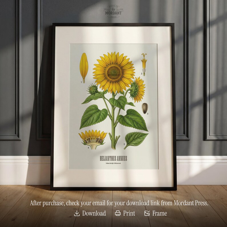 Sunflower Print, Funny Vintage Flower Poster, Sarcastic Nature Wall - Etsy