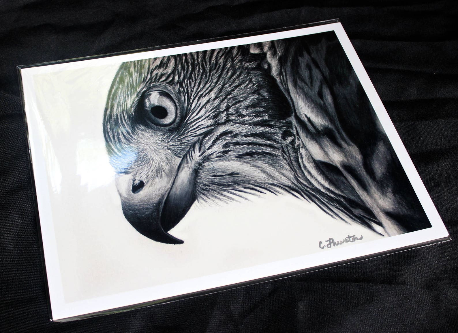 Cooper's Hawk Colored Pencil Drawing - PRINT - Etsy