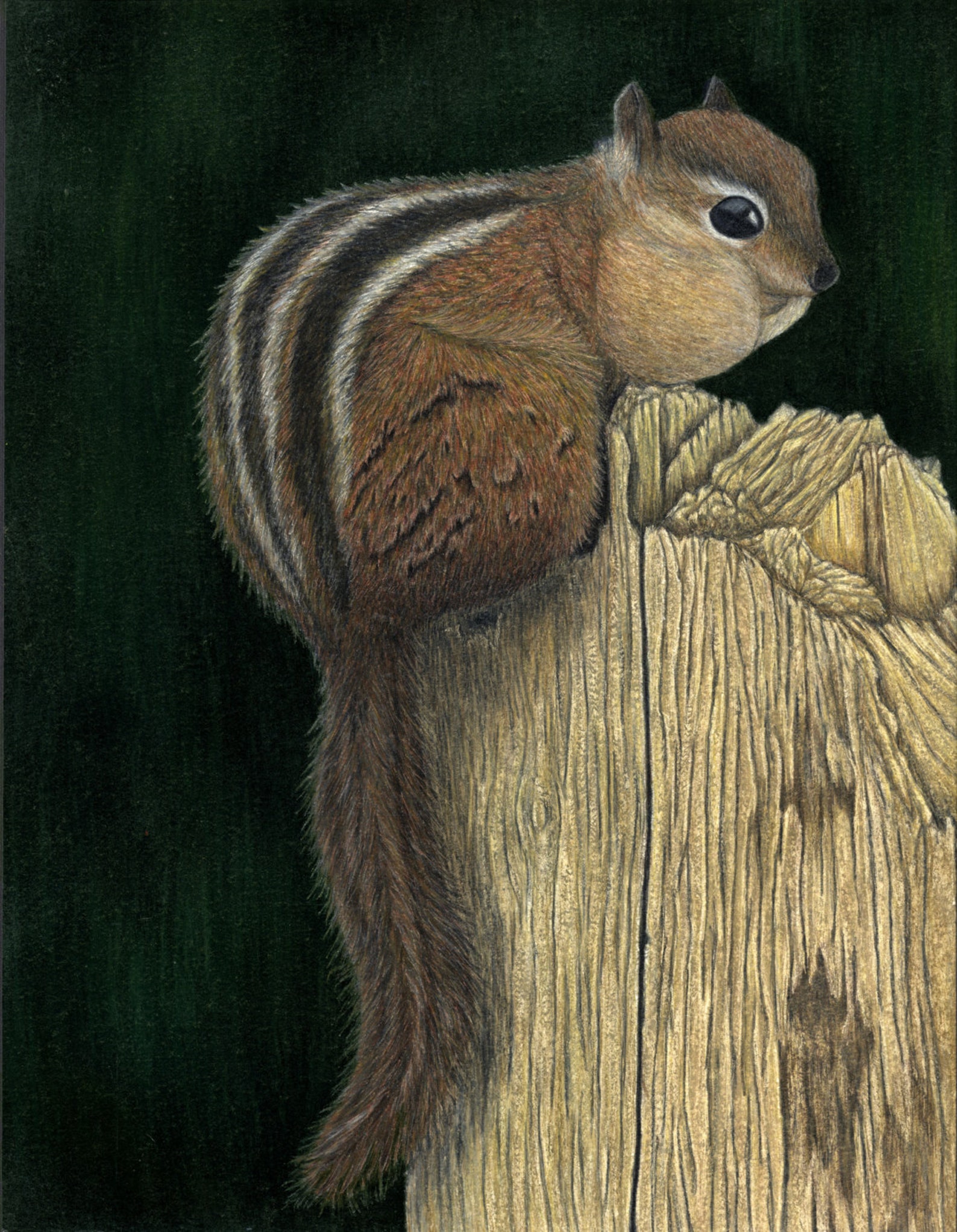 Chipmunk Art Metal Print, Chipmunk Artwork, Colored Pencil Drawing ...