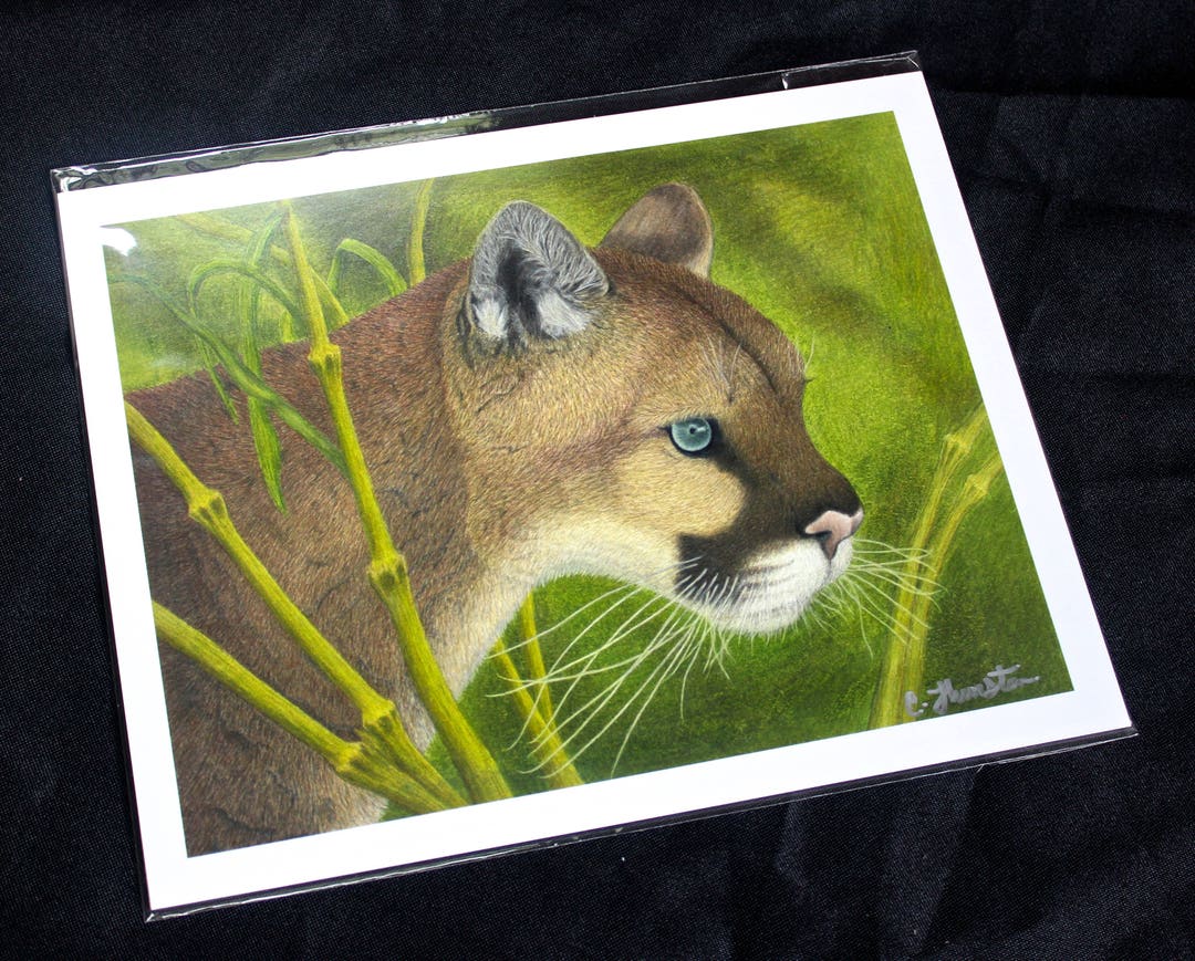 Cougar Colored Pencil Drawing - PRINT - Etsy