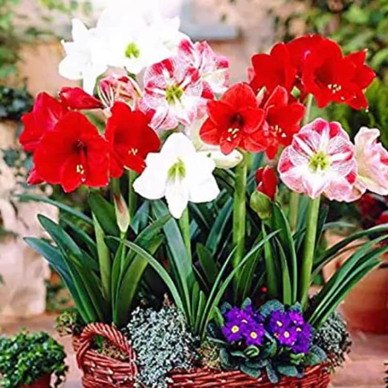 Amaryllis Rare - Etsy