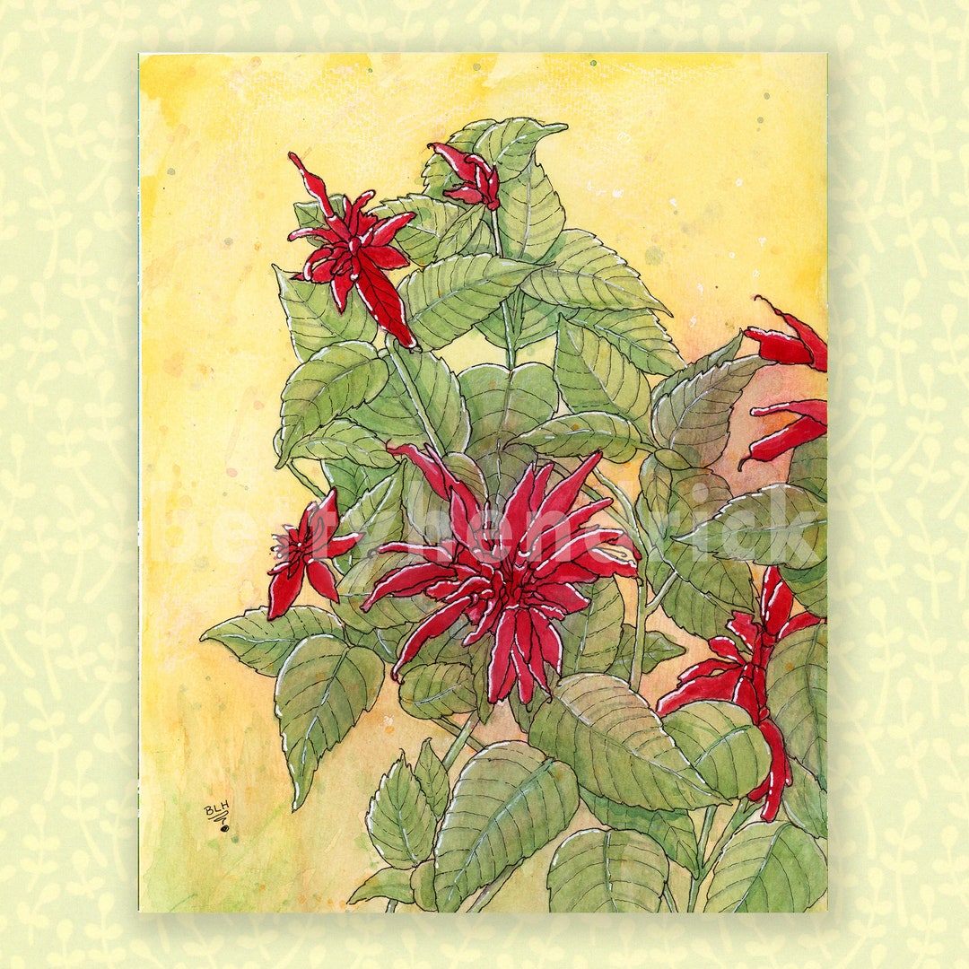 Scarlet Bee Balm, Bee Balm Flowers, Watercolor Bee Balm Painting, Open ...