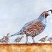 QUAIL FAMILY - Archival Ink Print of Original Oil Painting, Sheila Dunn ...